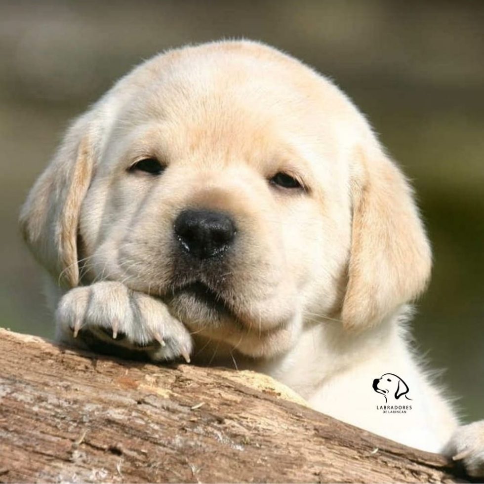 Labradores de Larincan | Criador profesional de Labrador Retriever